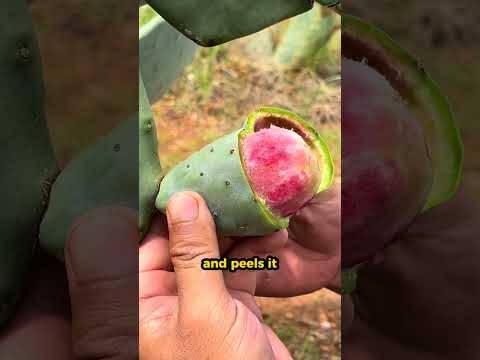 Eating Cactus Fruit