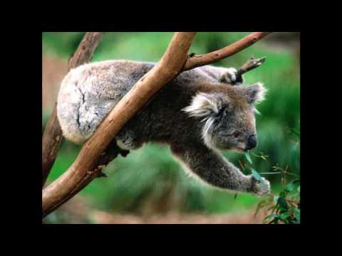 Todo sobre el Koala | elarcadelfuturo