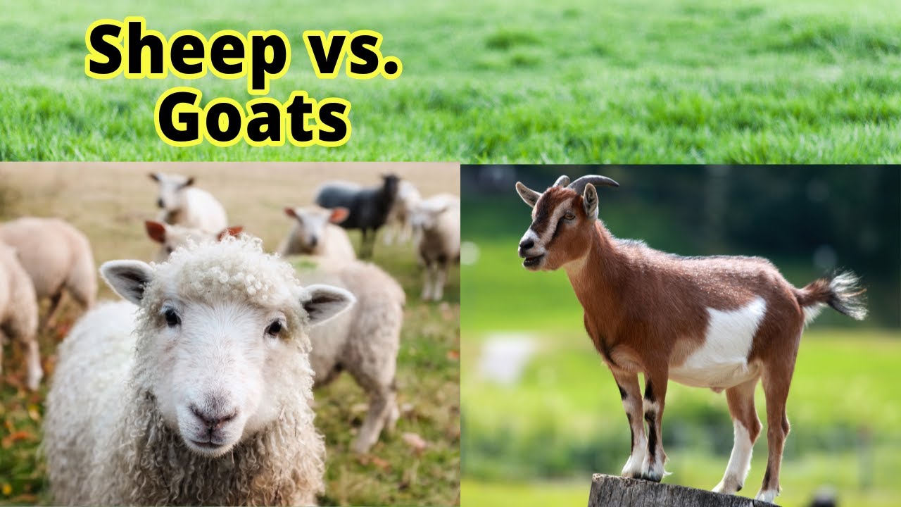 Sheep vs. Goats: How to Distinguish Them???