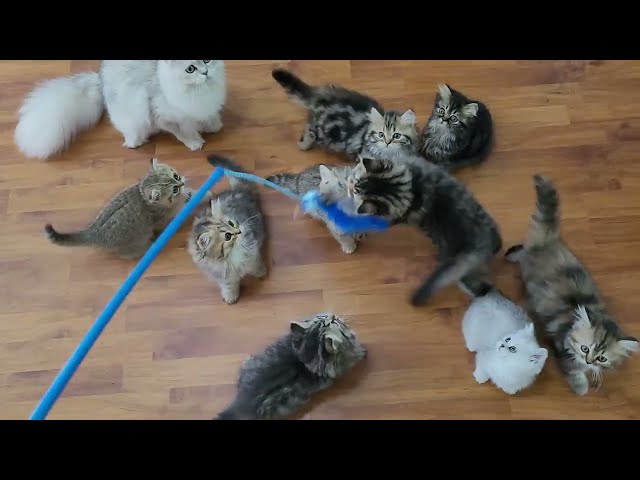 Sweet Dollface Persian And Exotic Kittens Ready To Go Cats And Kittens For Rehoming