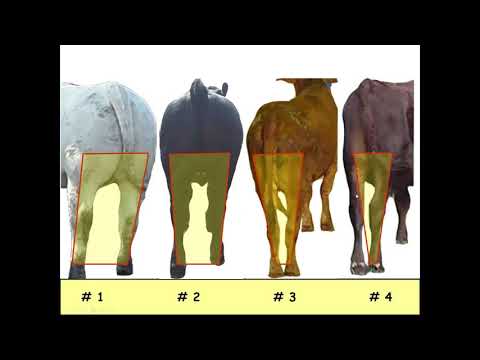 Preparing calves for the market