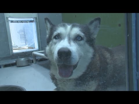 Animal shelters in Las Vegas Valley near capacity ahead of busy Fourth of July holiday