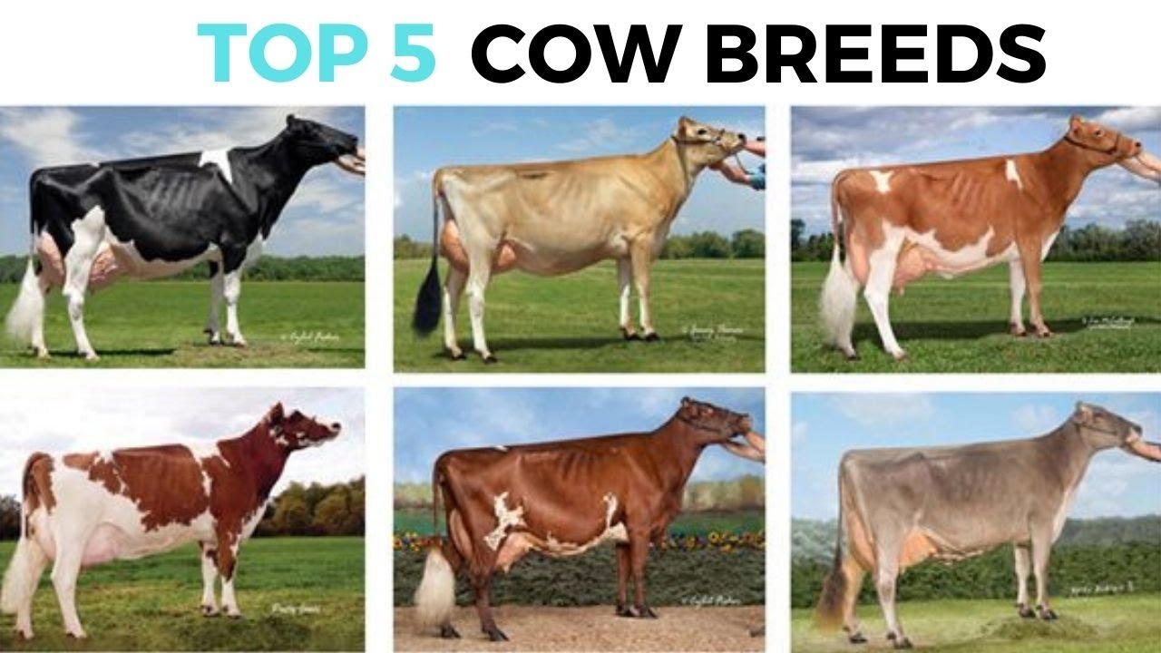 Top 5 Cow Breeds