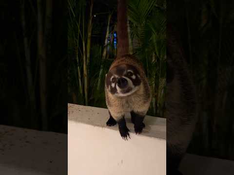 Coati asking for a cookie 🍪 #coati #mexico #playadelcarmen #wildlife #animals #animalfacts
