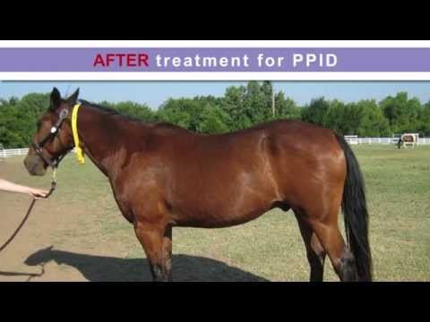 Senior Horse Challenge - PPID & Other Health Issues