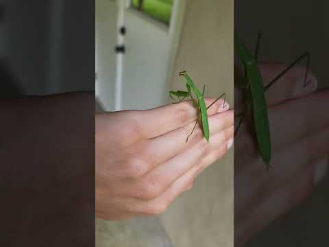 Cool Praying Mantis