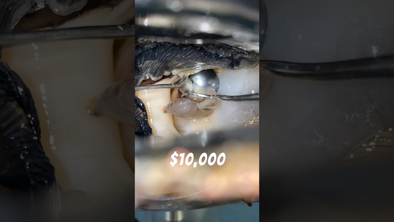 $1 Pearl vs $10,000 Pearl