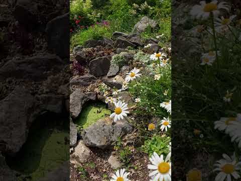 Nature's Beauty in Full Bloom #shorts #nature