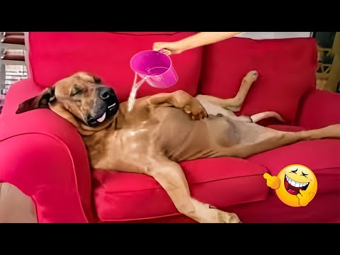 The Funniest Pet Videos Compilation 😹🐶 Funny Animals That Will Make You Laugh Until You Die 🐾