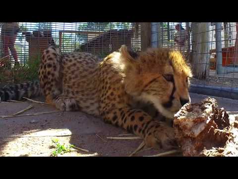 Going Places - Cheetah Outreach