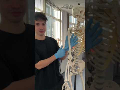 The Humerus.
