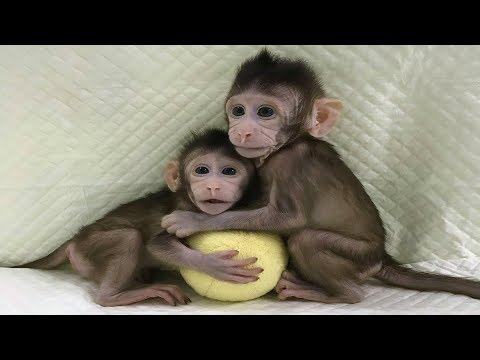 Monkey cloning || Real inside story||human cloning??