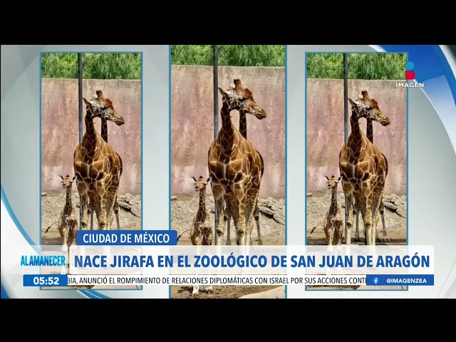 Ayuda a bautizar a la jirafa bebé del zoológico de San Juan de Aragón | Me lo dijo Lola