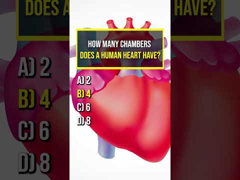 How many chambers does a human heart have? #trivia #QuizTime #FunFacts