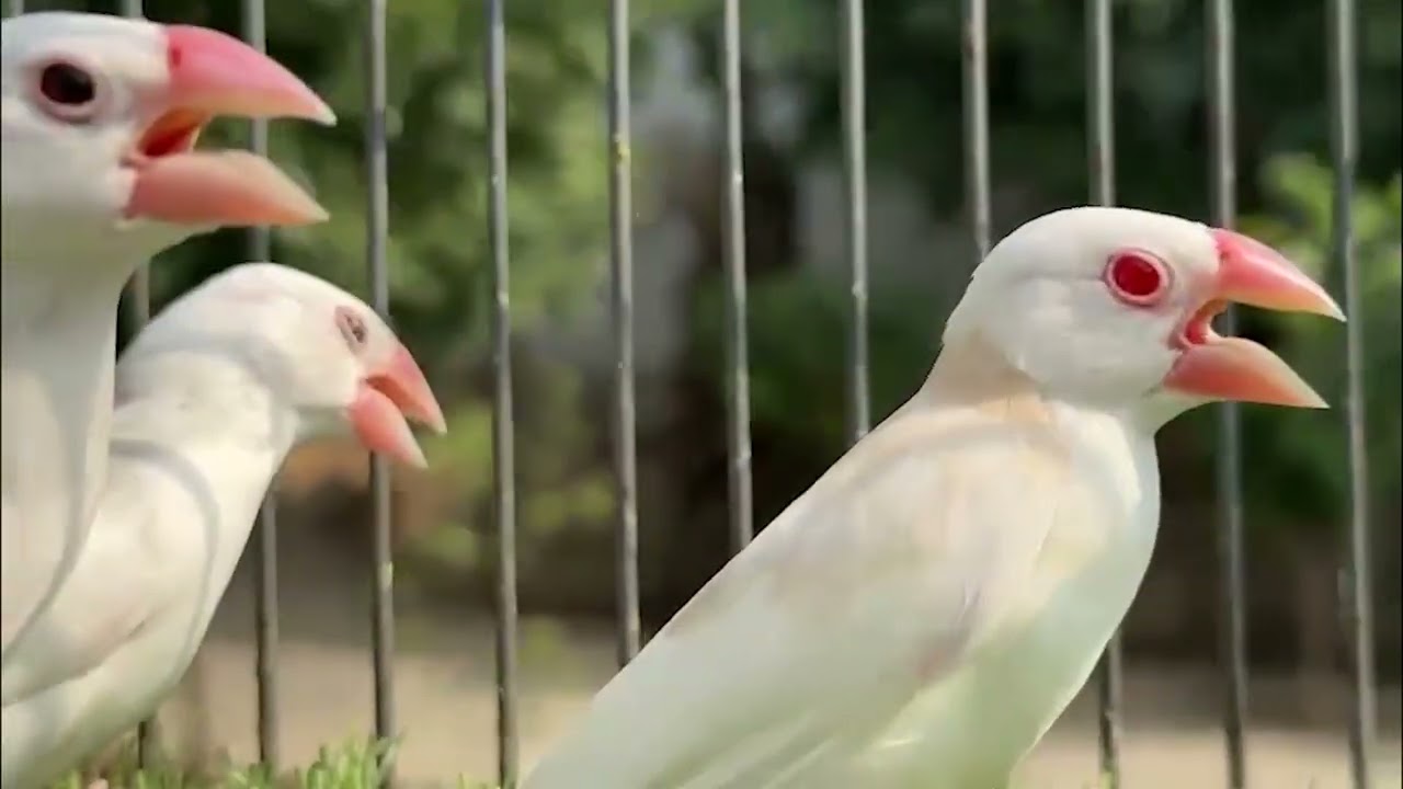 Naveed Sheikh Pastel Fawn Show Quality Java - NS Aviary Agate Java offer with Banglese For Fostering