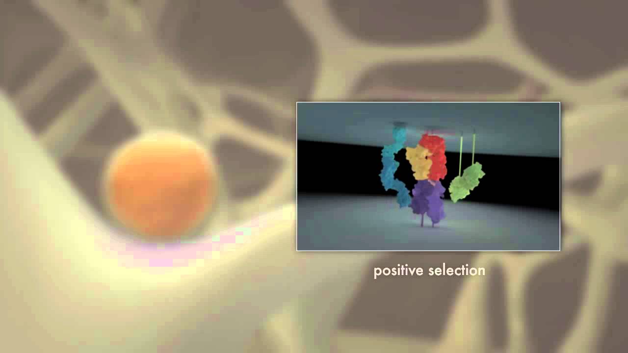T cell development in the thymus