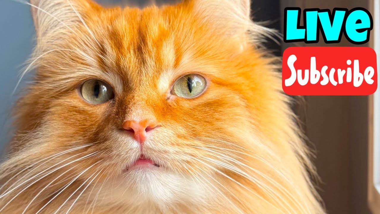 TGIF - Friday Fluff - Live Stream