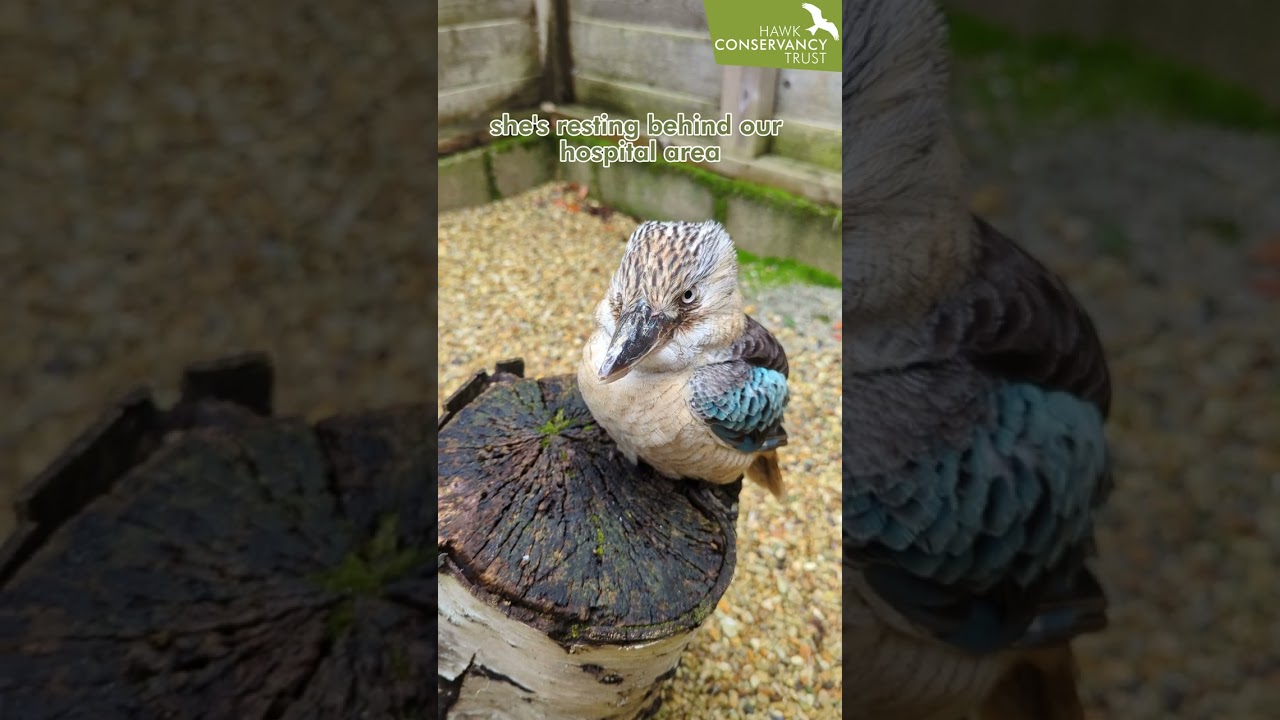 Flying with our Blue-winged Kookaburra!