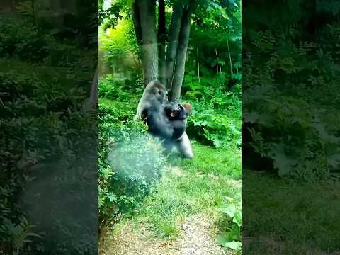 MMA In The Zoo!