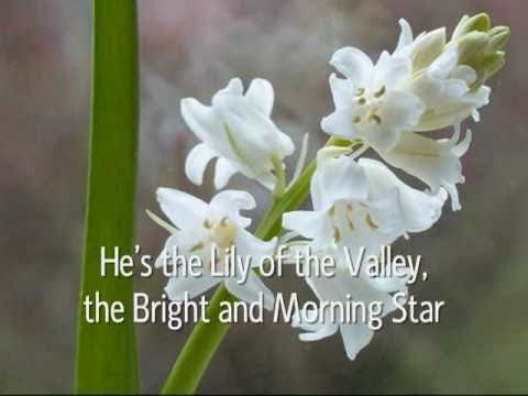 The lily of valley