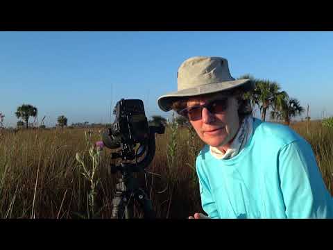 Macro vs Telephoto Lens - is one better than the other?