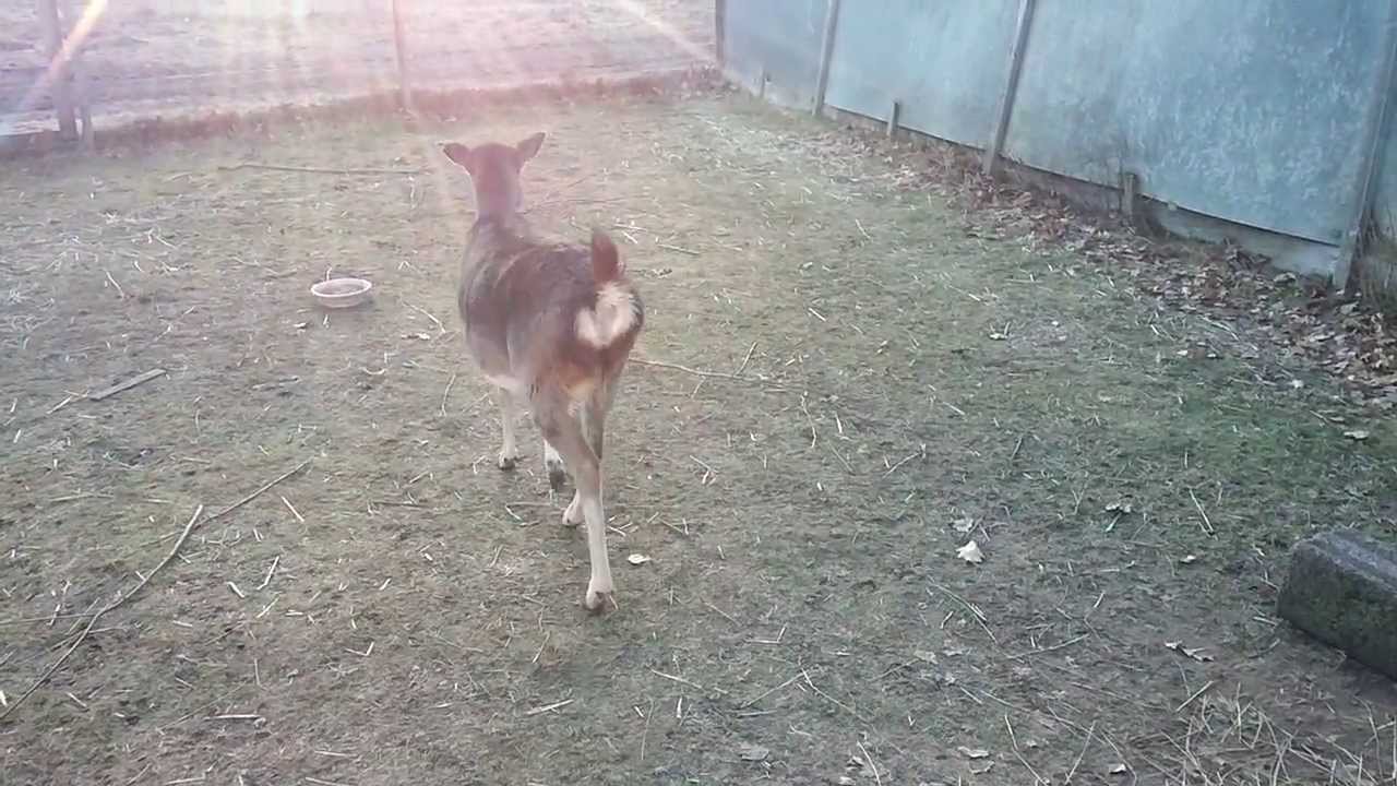 Food preference test in Fallow deer, Dama dama