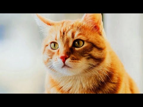 Cat Friend Survival 😻