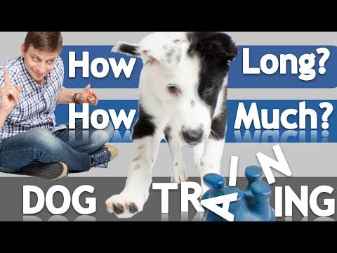 How Often and How Long Should you Train Your Dog?