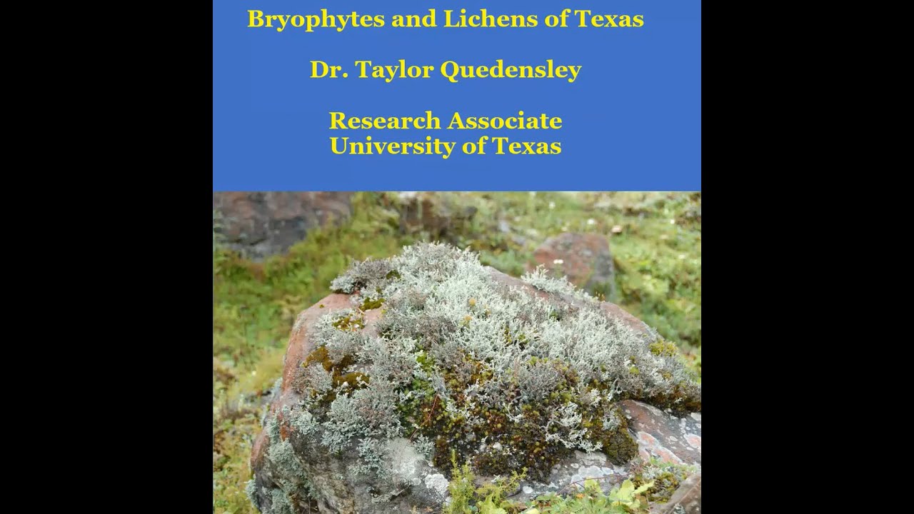 Wildlife Diversity Webinar Series - Bryophytes and Lichens of Texas