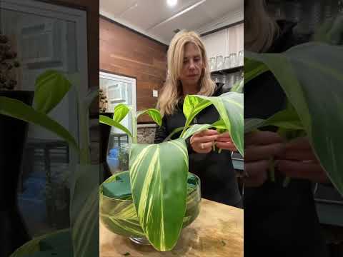 How to make a Tropical arrangement using a foliage wrap @DesignbyElisa