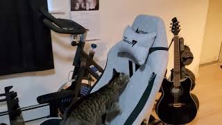 GT Racing Ace M1 reviews | ProductReview.com.au