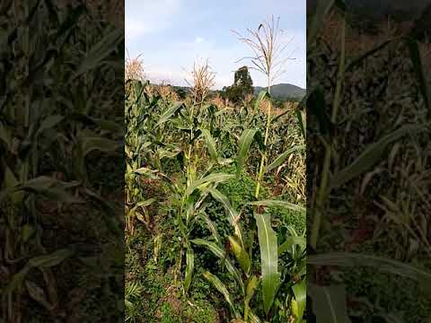 Why is Agriculture important and it's Role in Everyday life? , subscribe