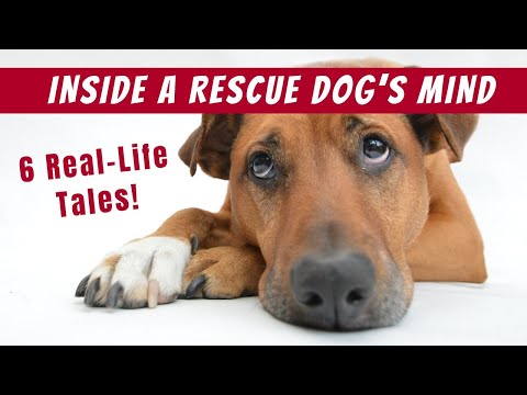 How Rescue Dogs REALLY Feel When They're Rehomed (6 Real-Life Stories)