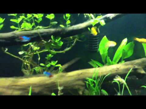 New gold barbs in the 55