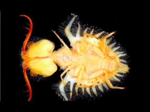 Fighting Techniques of the Insects: Interview with Professor Joachim Haug