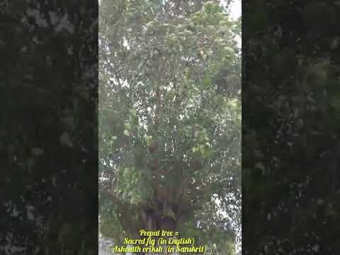 Peepal tree | The English & Sanskrit name of Peepal tree