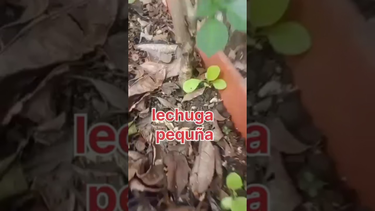 La lechuga que nunca cuidé creció MÁS 😭