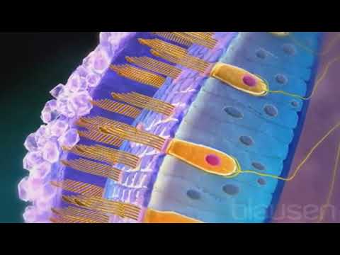 Oreille interne les récepteurs de l’équilibre