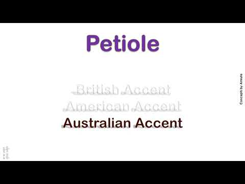 Petiole How to Pronounce Petiole in Australian Accent, British Accent, American Accent ?