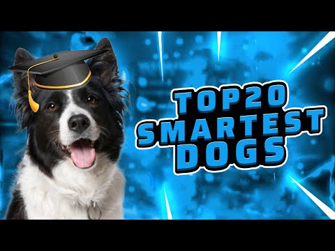 Top 20 Smartest Dogs! π€πΆ