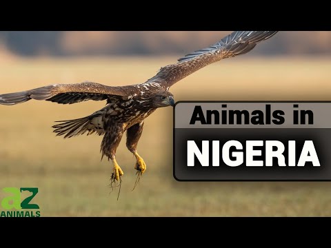 Animals in Nigeria - A Guide To Types of Nigerian Animals