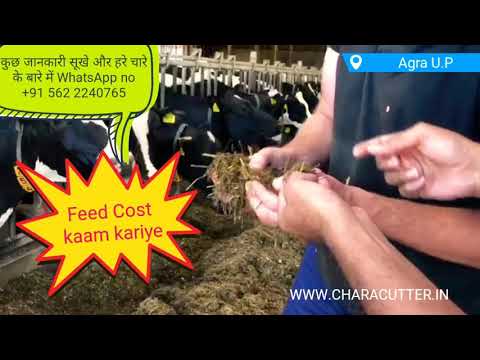 High Dry Feed Costs and Silage - Hindi call 9068819947