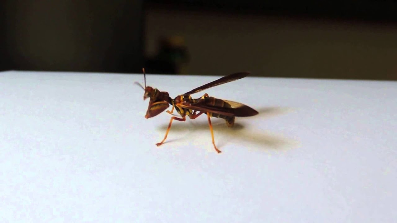 Wasp Mantidfly or Mantispid - Climaceiella brunnea