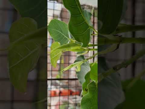 What Is The Importance Of Peepal Tree On Our Planet