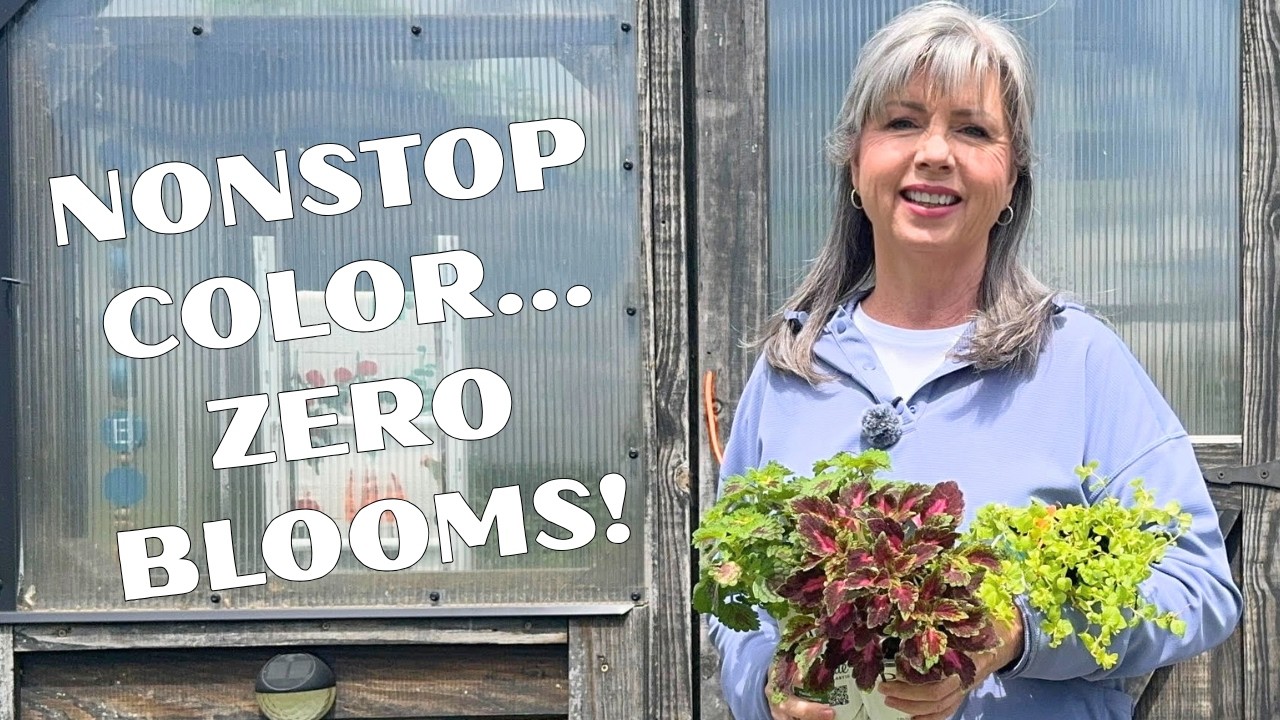Shade Container Gardening Made EASY 🌿 Coleus for BIG color without needing lots of flowers.