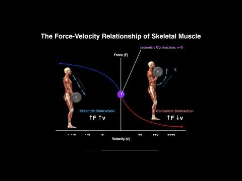 Exercise Physiology | Skeletal Muscle Force-Velocity Relationship
