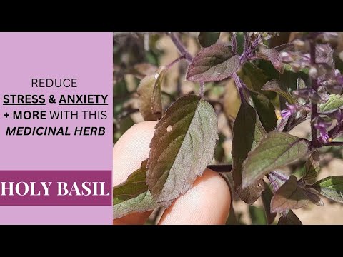HOLY BASIL (TULSI) - 7 BENEFITS / MEDICINAL USES / HOW TO REAP THE BENEFITS & PRECAUTIONS