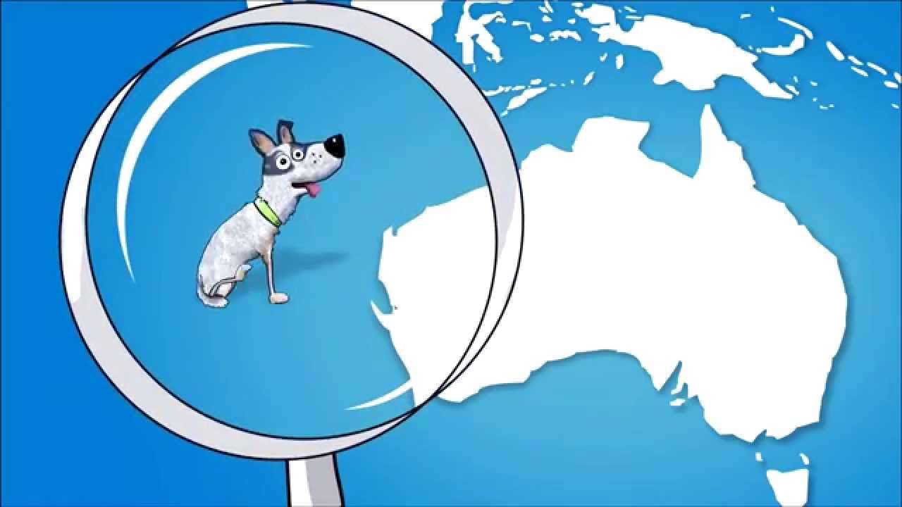 Climatedog Indy