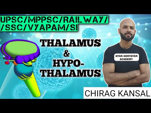 HYPOTHALAMUS in Hindi |हाइपोथैलेमस क्या है| थैलेमस के कार्य |Thalamus in Hindi |