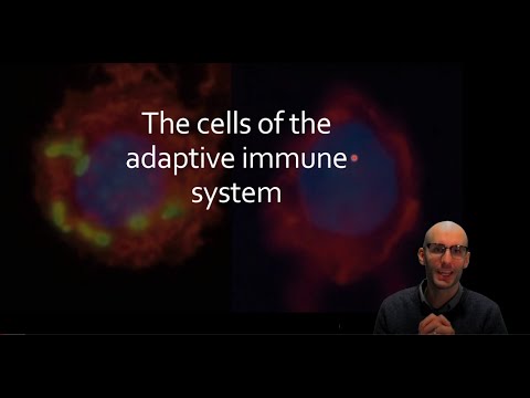 An introduction to the cells of the adaptive immune system